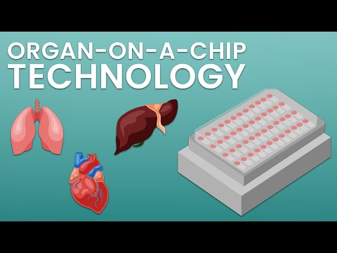 Koniec z myszami laboratoryjnymi: Jak technologia organ-on-a-chip ...